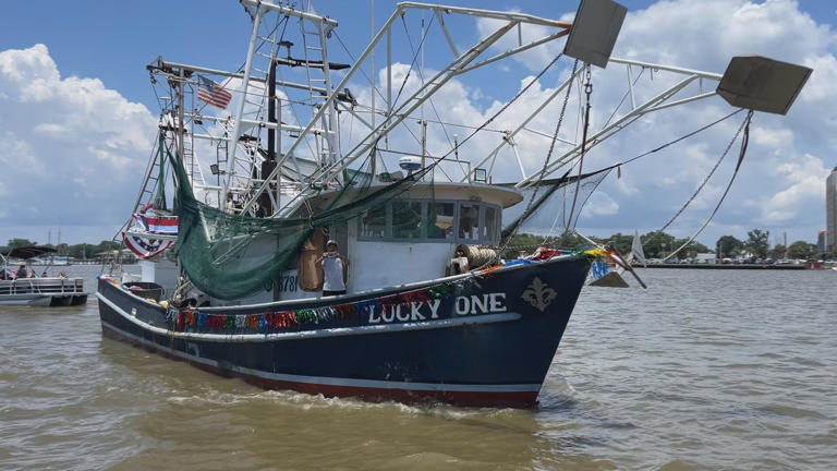 Shrimp season shows promise despite stormy start, Mississippi DMR ...