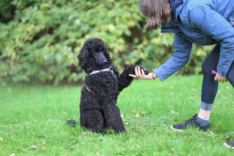These 13 medium-sized dogs can handle family chaos all day and still ...