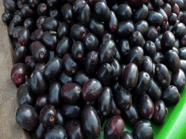 Unlocking the secrets of jamun: The English name, nutrients, and ...