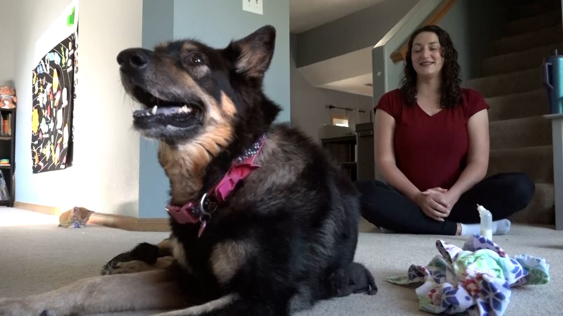 Dog with cancer finds new purpose fostering kittens in Omaha