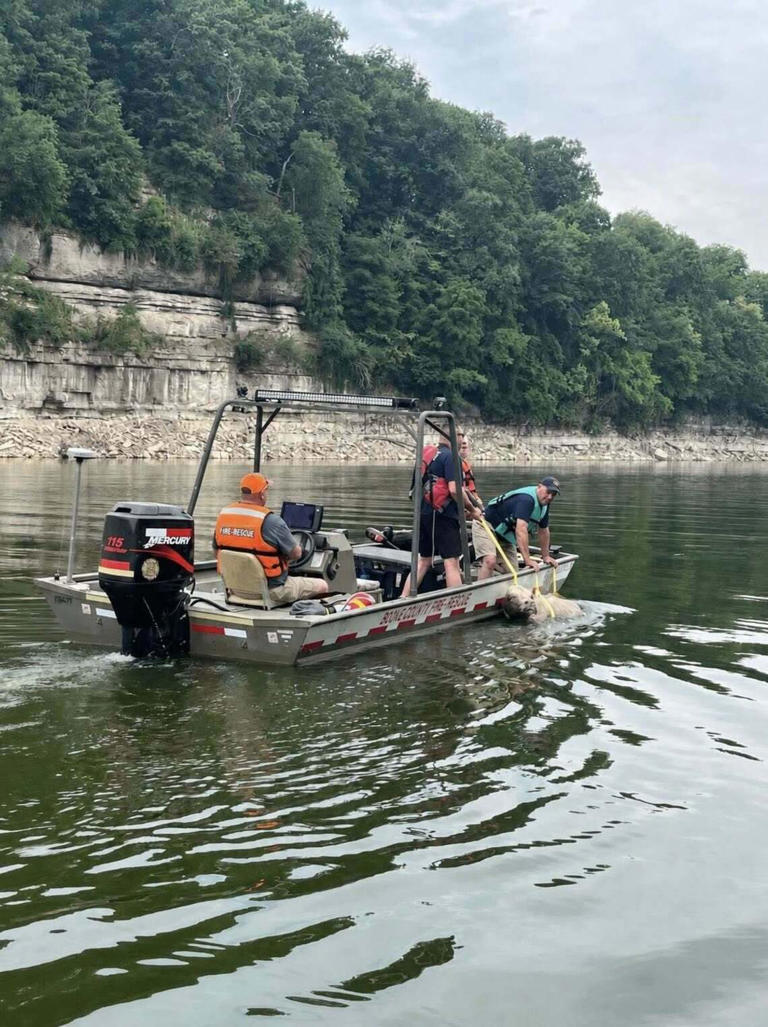 Fire department rescues cow from Central Kentucky lake