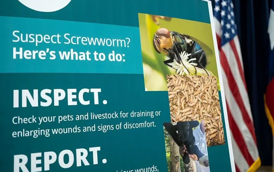 USDA confirms rare screwworm cases in Texas livestock and pet