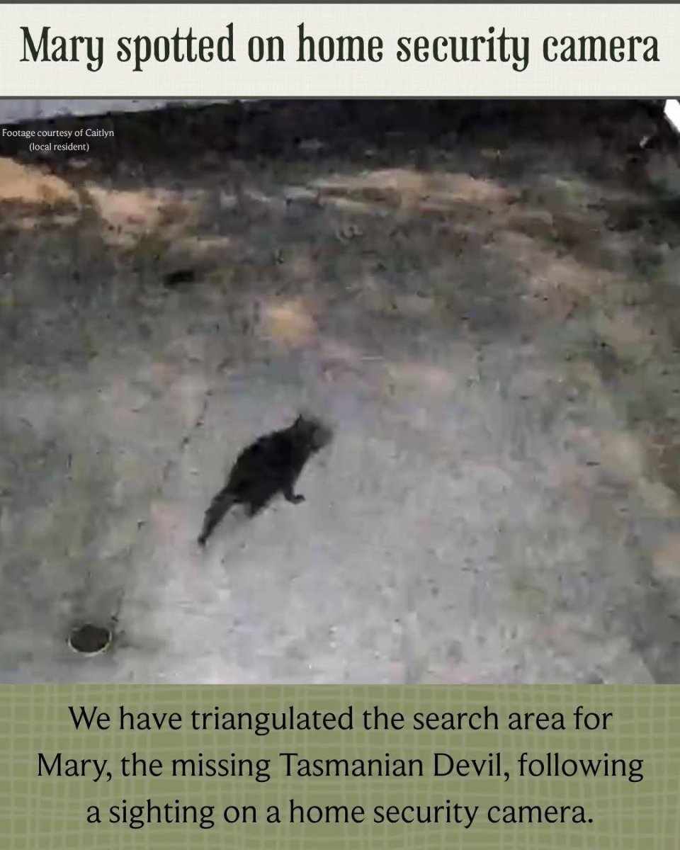 Watch: Zoo's escaped Tasmanian devil caught on home security camera