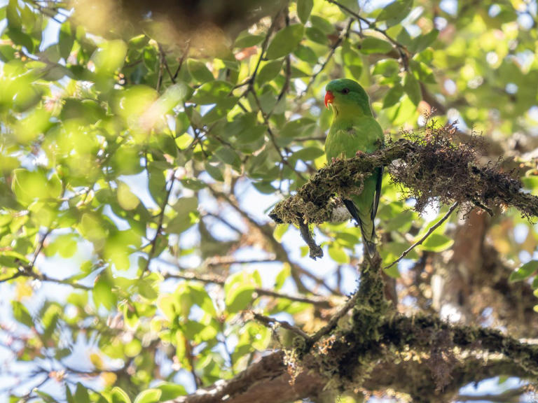 This colorful parrot had been seen only once over the past century ...