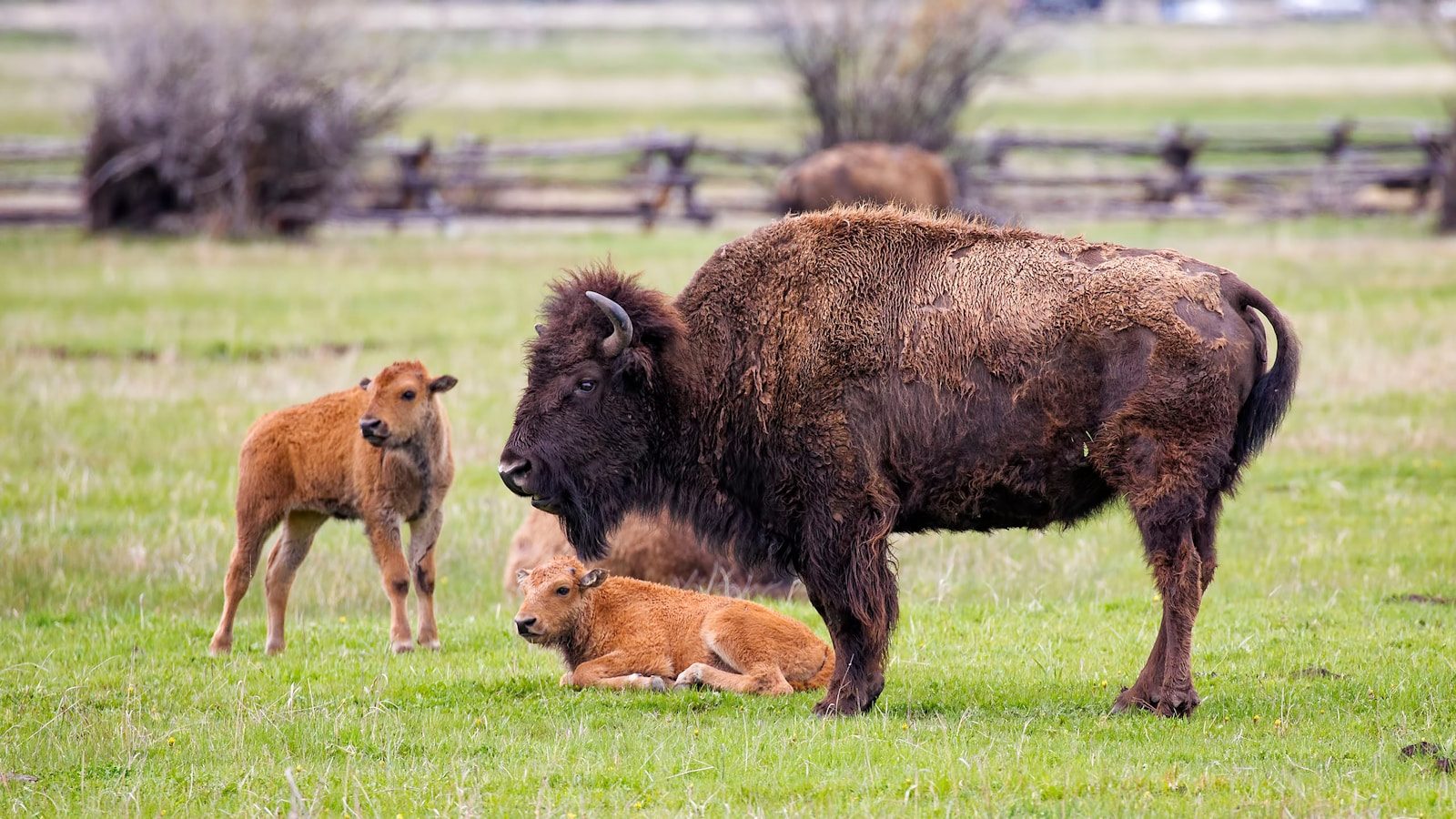 Bison introduced to Cumbria as part of an effort to restore wildlife ...