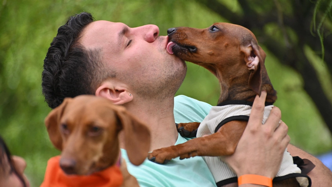 Viral dog stories highlight deep bonds with humans