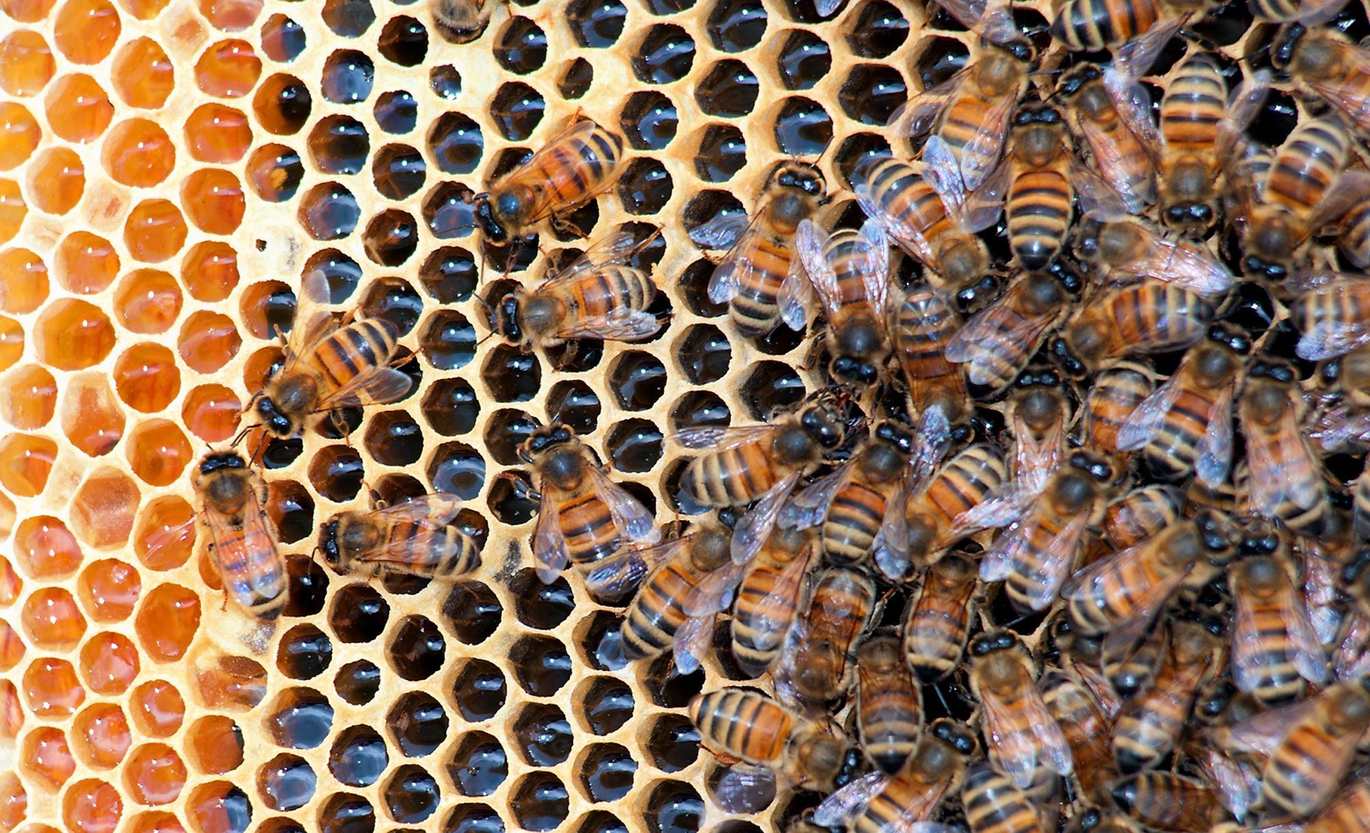 Vaccines for bees, shrimp could mark a 'paradigm shift'