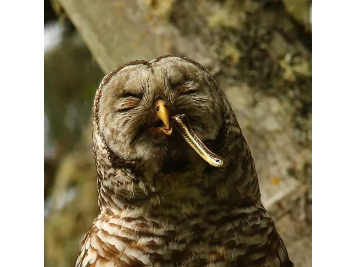 Controversial plan to kill owls is underway in WA. Here's who's leading ...