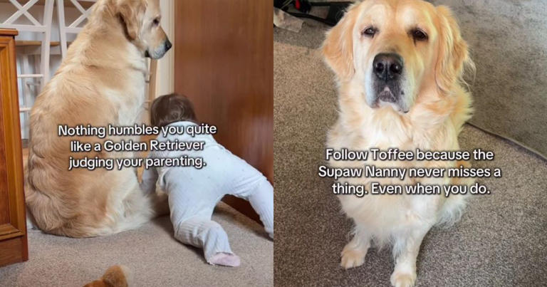 Mom is humbled after golden retriever judges her parenting skills