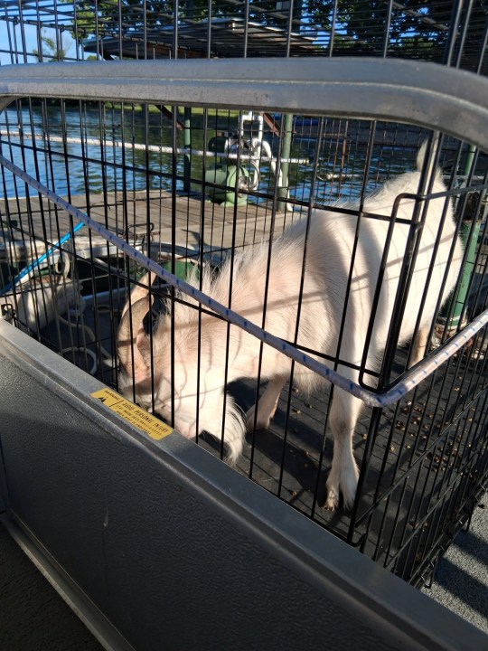 Retired veteran sparks 'Goat Island fever' with animal project