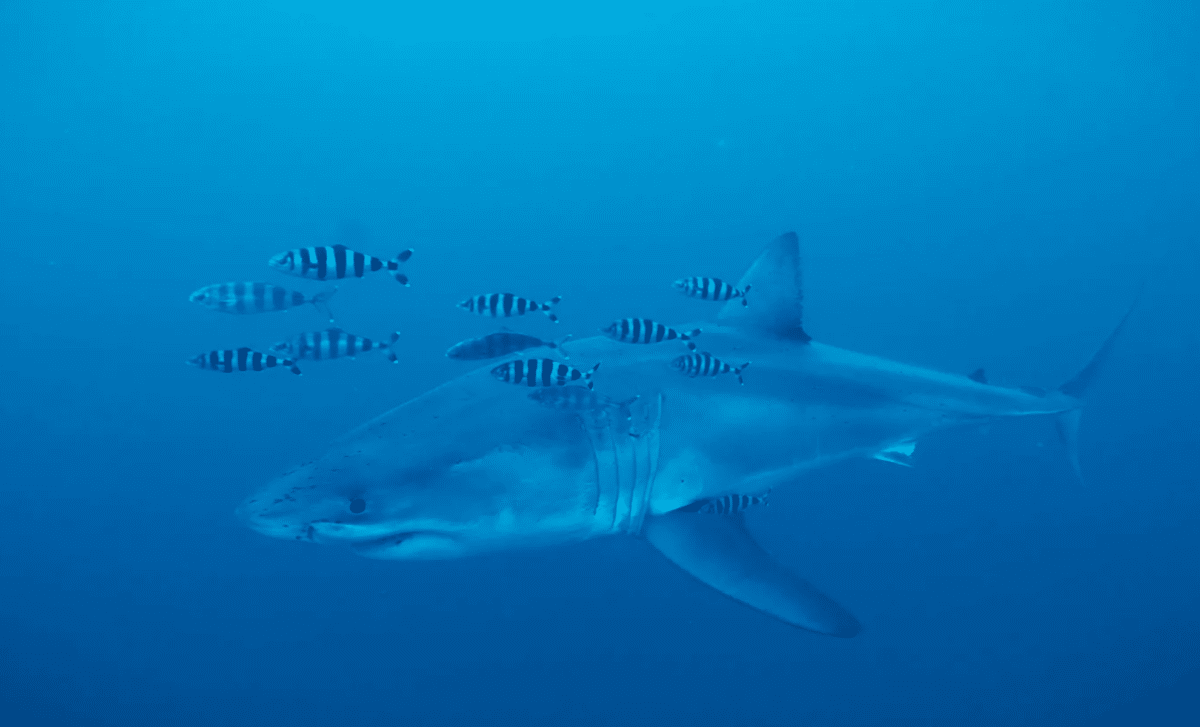 Divers capture first-ever footage of great white shark in the Mediterranean