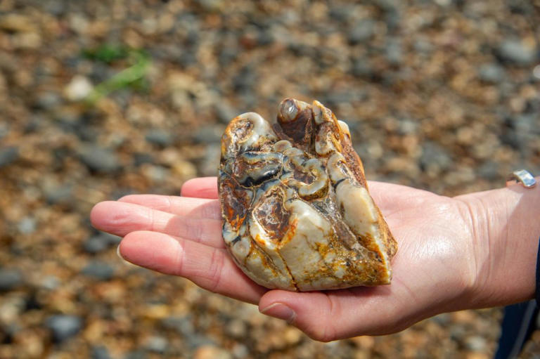 11-year-old boy finds 1.8 million year-old elephant tooth on beach