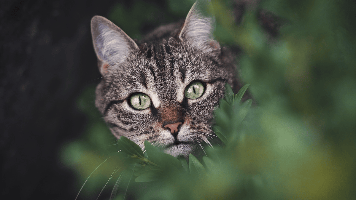 Do you have an indoor cat? This is what happens in the brain of a ...