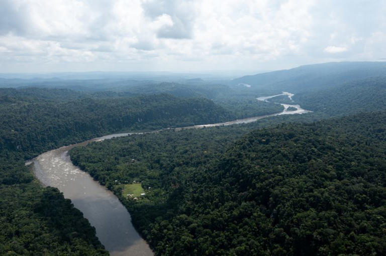Bizarre new spider found in Amazon rainforest looks exactly like a ...