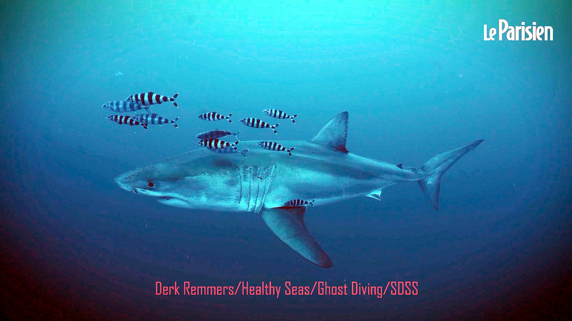 Méditerranée : un grand requin blanc filmé pour la première fois dans ...