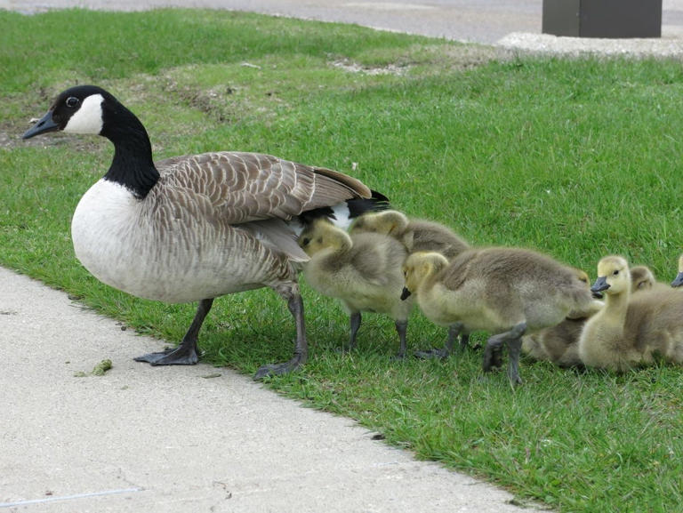 Driver sought after family of geese fatally hit