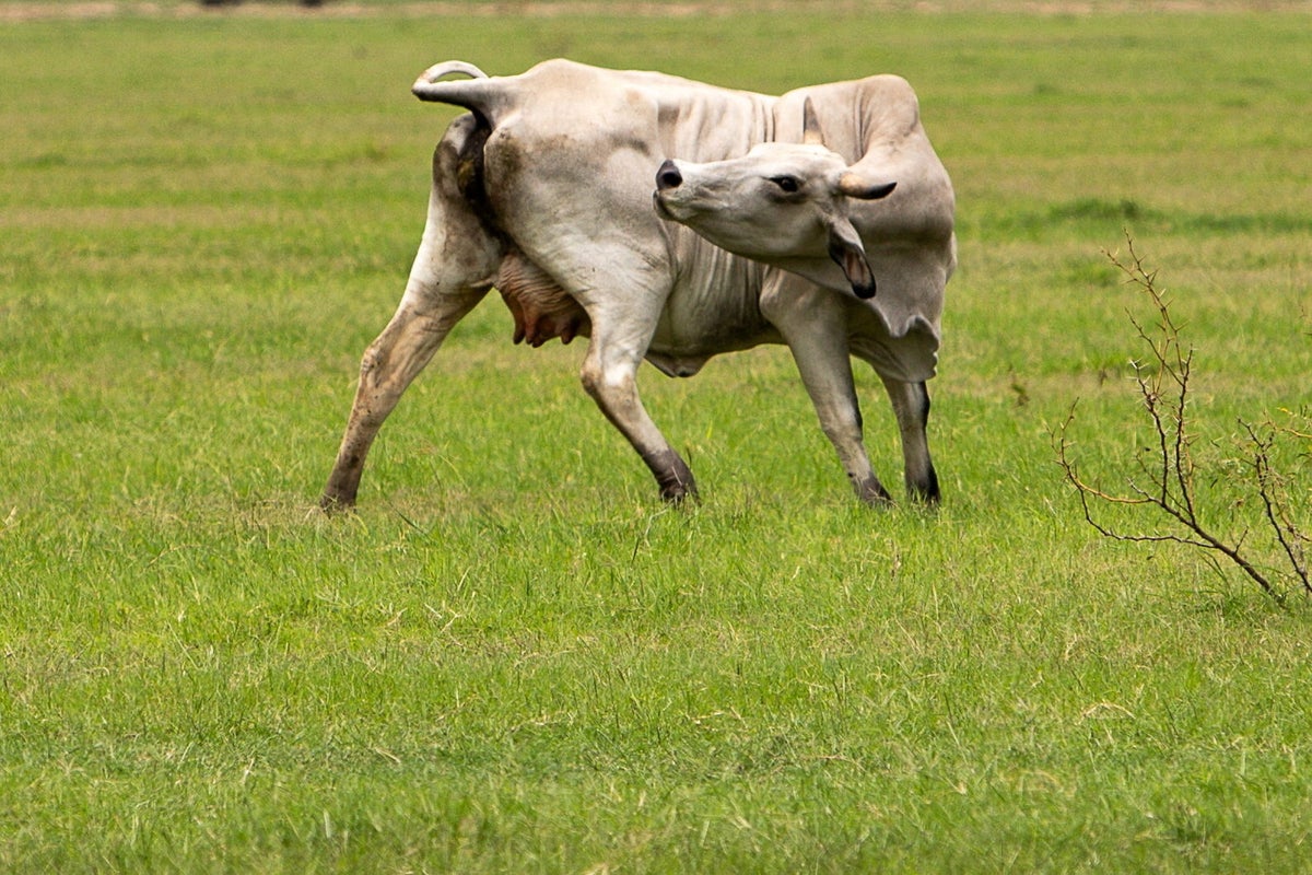 Texas on alert as flesh-eating parasite infects more animals