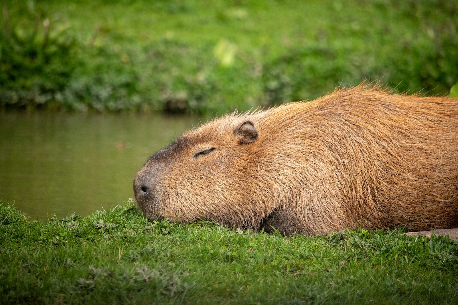 Why capybaras sometimes ride on crocodiles without fear