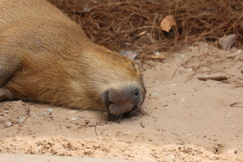 Why capybaras sometimes ride on crocodiles without fear