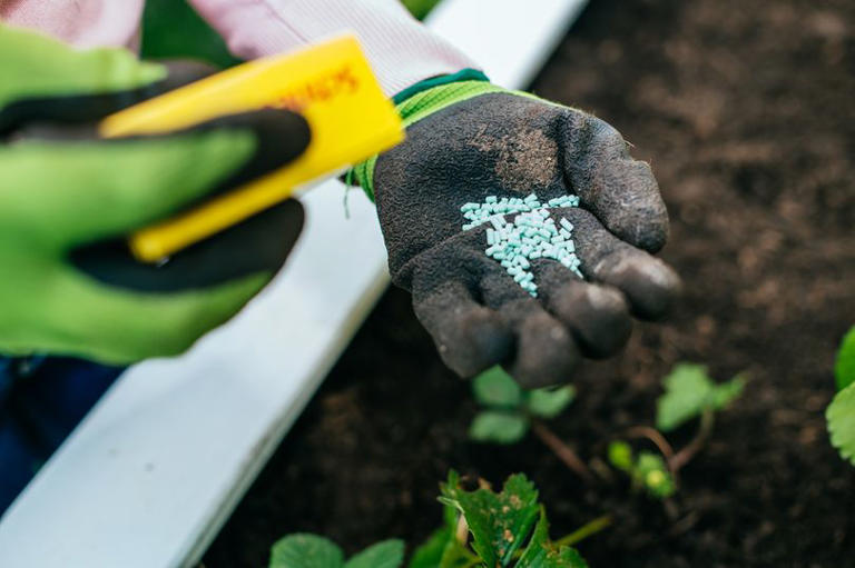 Not coffee or pellets — Alan Titchmarsh shares 'only' slug and snail ...