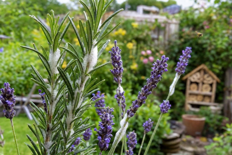 Spotting strange white foam on your plants this weekend? Gardeners told ...