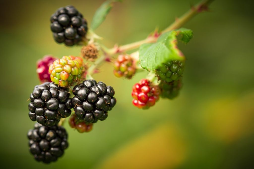 Which fruits are best to eat for better heart health?