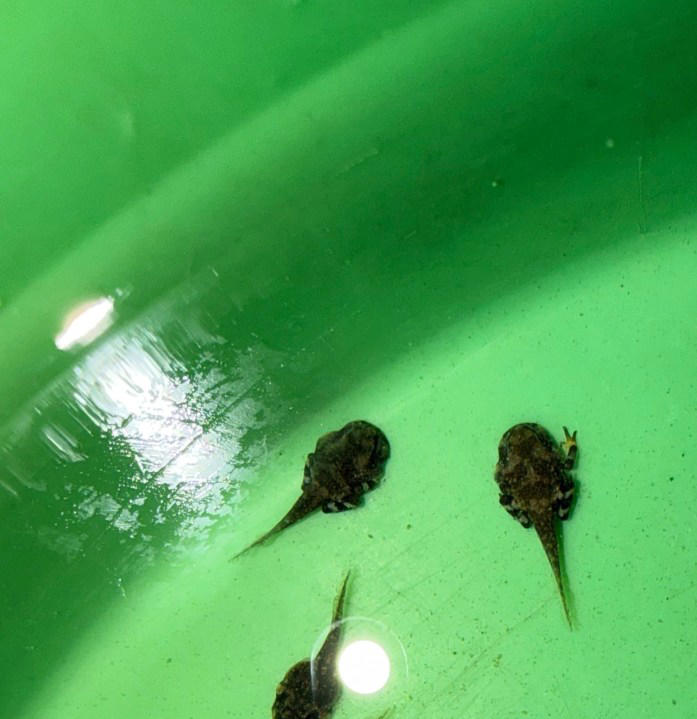 ZooTampa celebrates hatching of endangered Panamanian golden frogs
