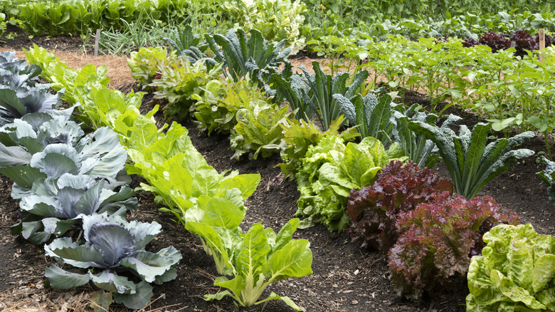 8 of the fastest growing vegetables for your garden (and when to plant ...