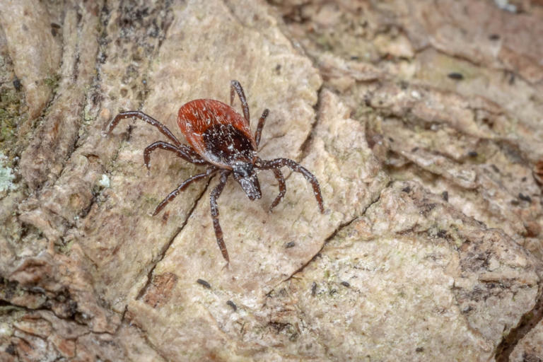 There are so many ticks in DC right now. Here’s how to protect yourself ...