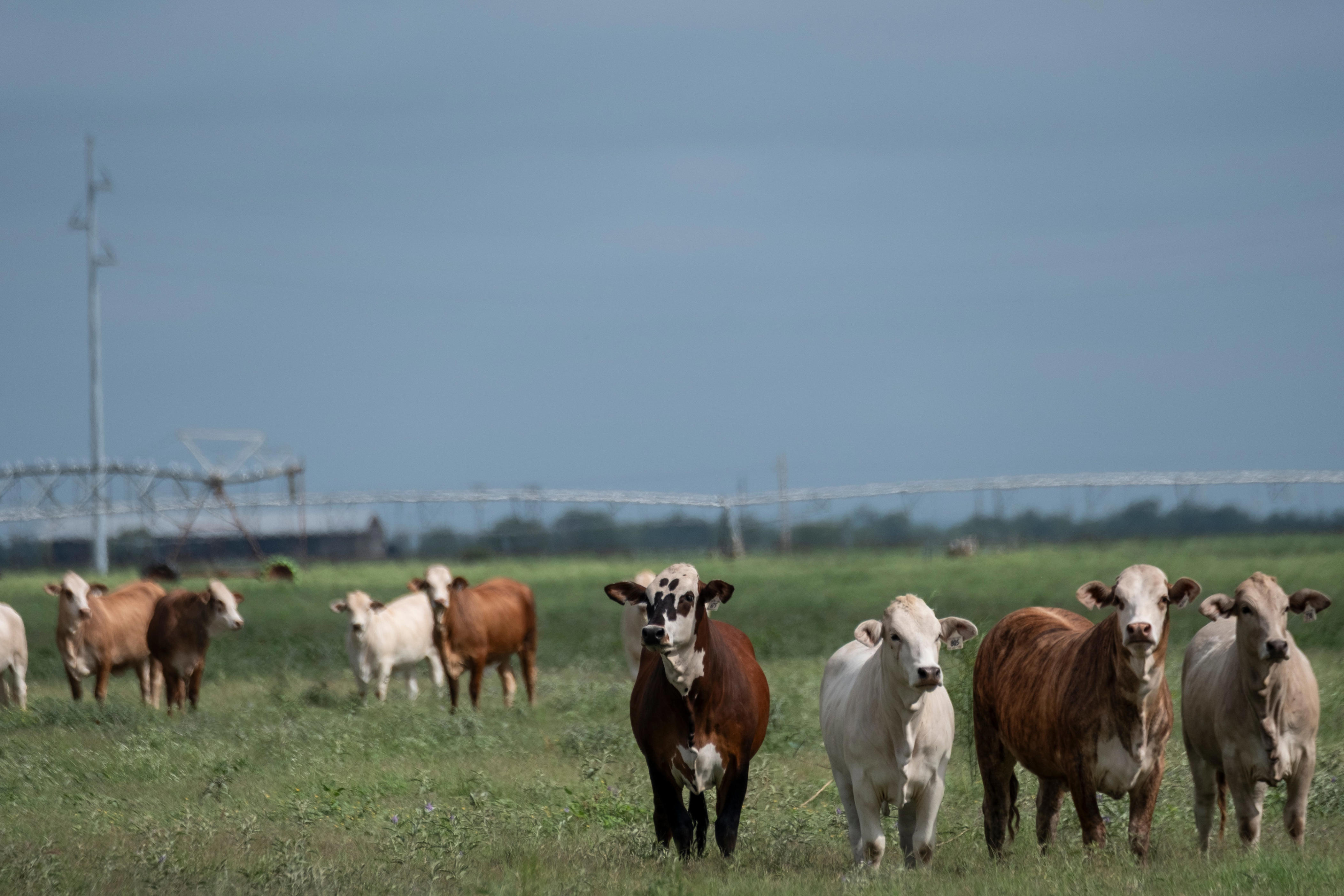 New World screwworm cases escalate, Texas response, disaster aid
