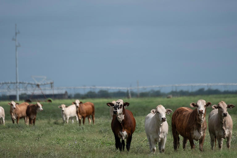 USDA reports new Texas screwworm case; US total reaches 6 with NM dog
