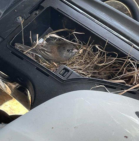 2 chicks hatch inside police motorcycle after 'mama bird' makes nest ...