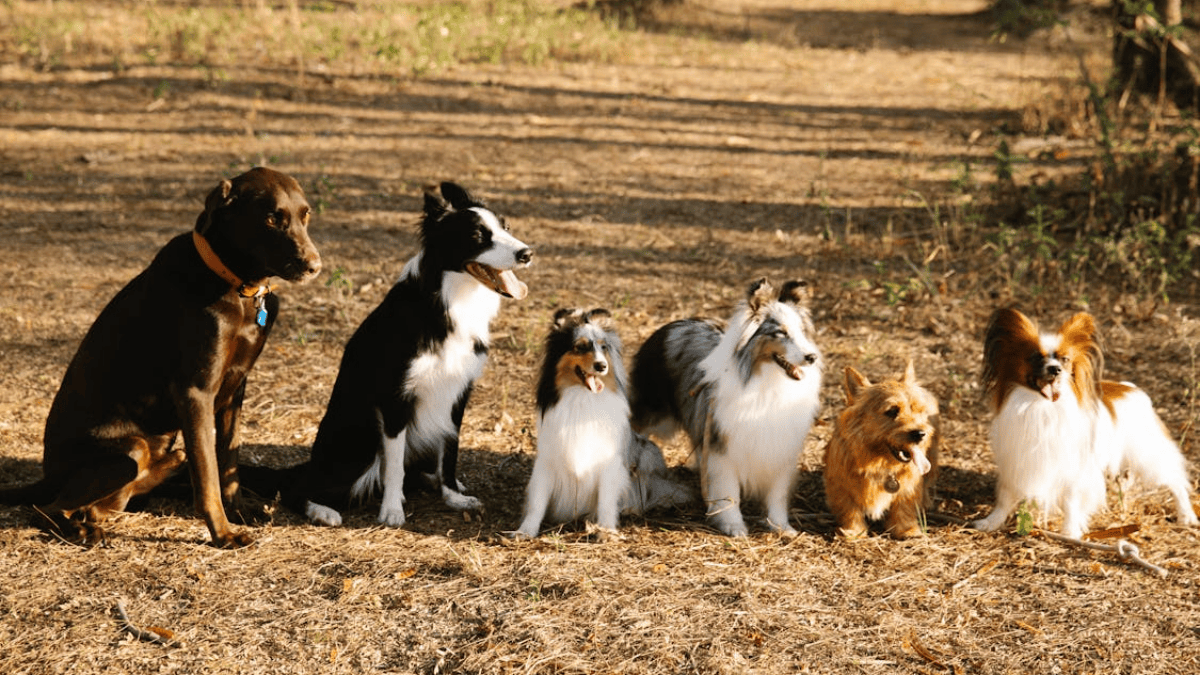 10 small dog breeds you'll want to take home immediately