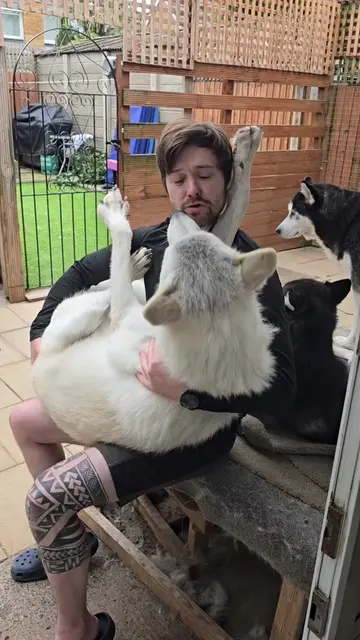 Clingy husky turns my morning into a giant puppy cuddle