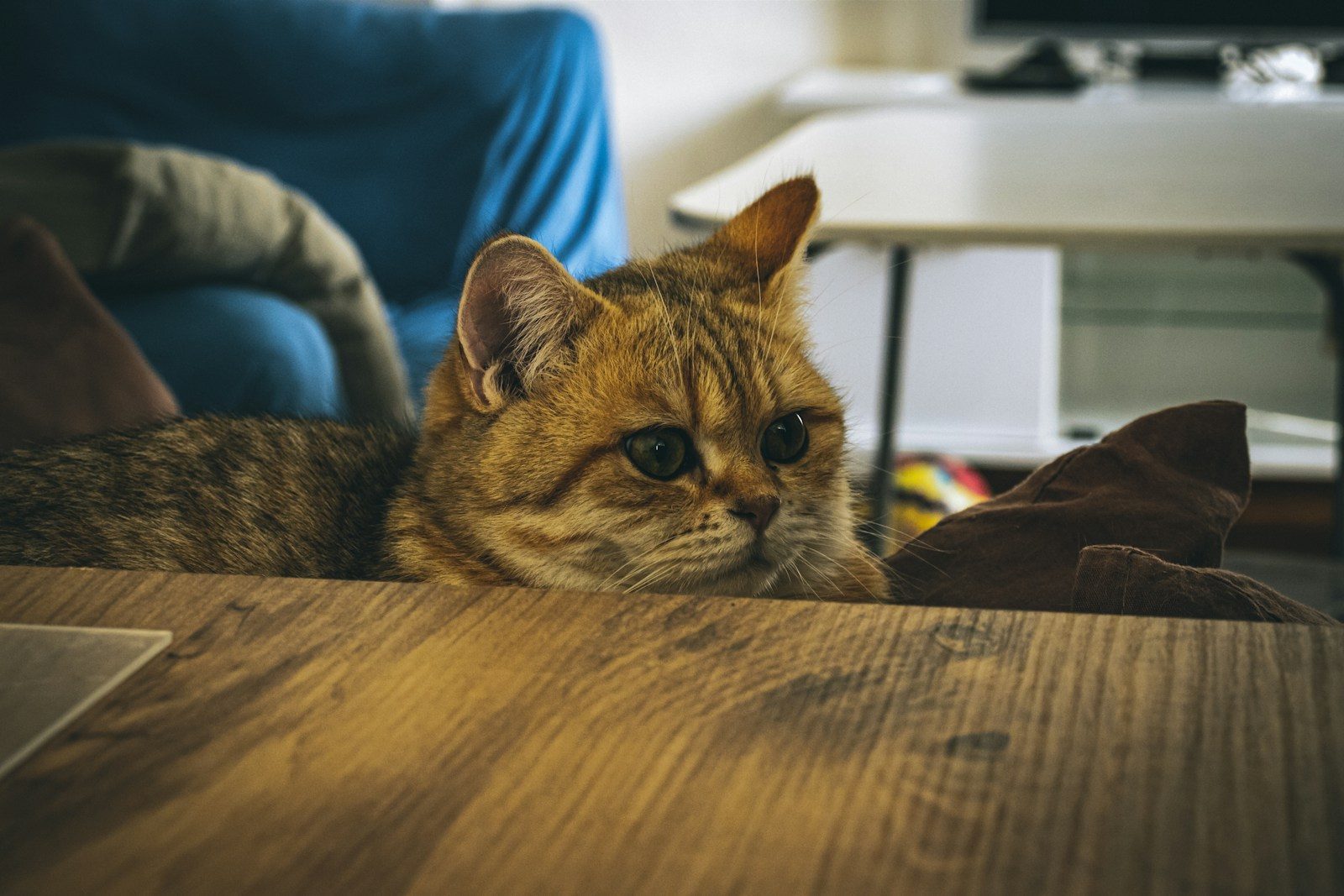 Are these everyday household smells stressing your cat?