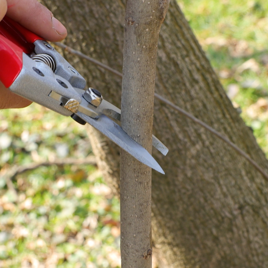 Grafting magic for stronger trees