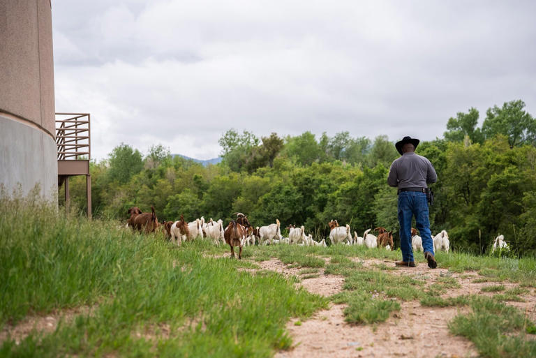Baa-ad boy goat crew takes on weeds at jail