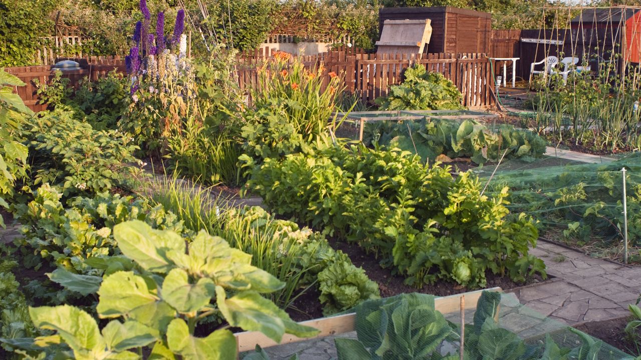 This retro DIY organic fungicide can stop powdery mildew, but there’s a ...