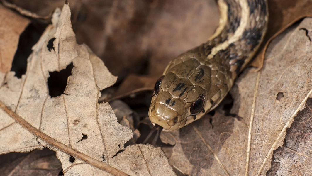 Humane methods to prevent and relocate garter snakes
