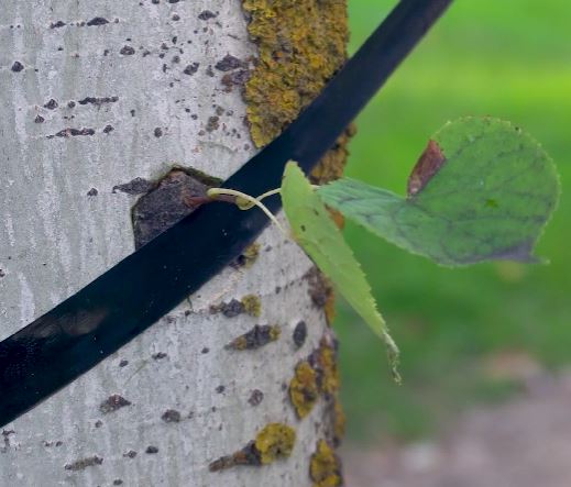 Transform your garden with these amazing tips