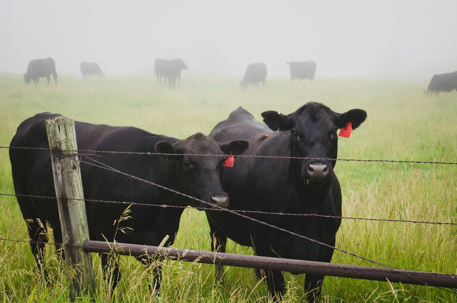 Canada blocks Texas livestock imports amid New World screwworm concerns