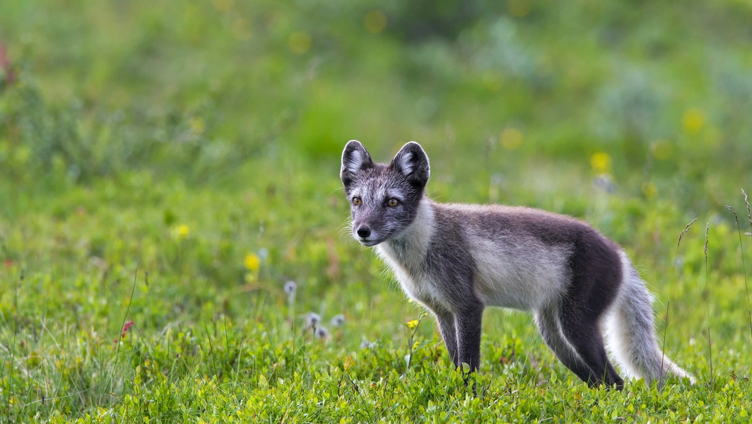 How arctic foxes master life in the deep freeze