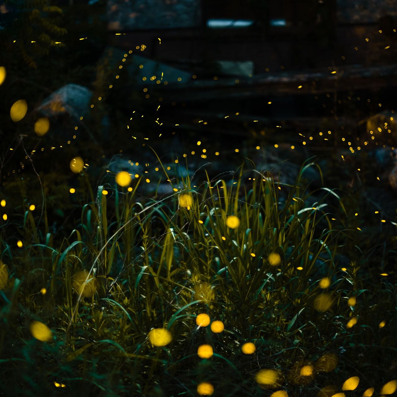 Fireflies love this native flower – and its golden blooms light up ...