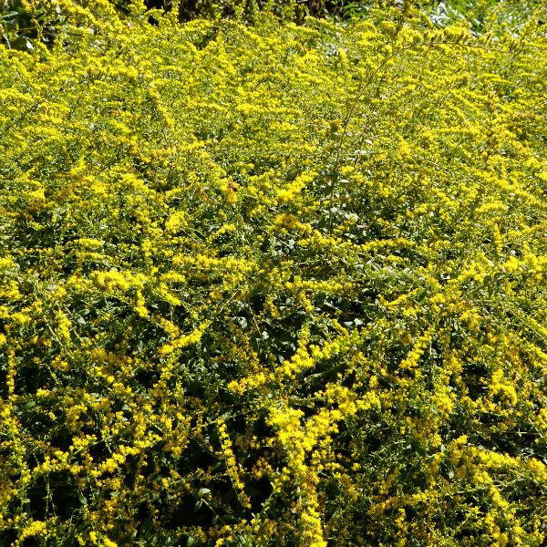 Fireflies love this native flower – and its golden blooms light up ...