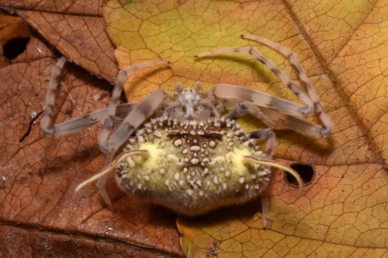 Bizarre new spider found in Amazon rainforest looks exactly like a ...
