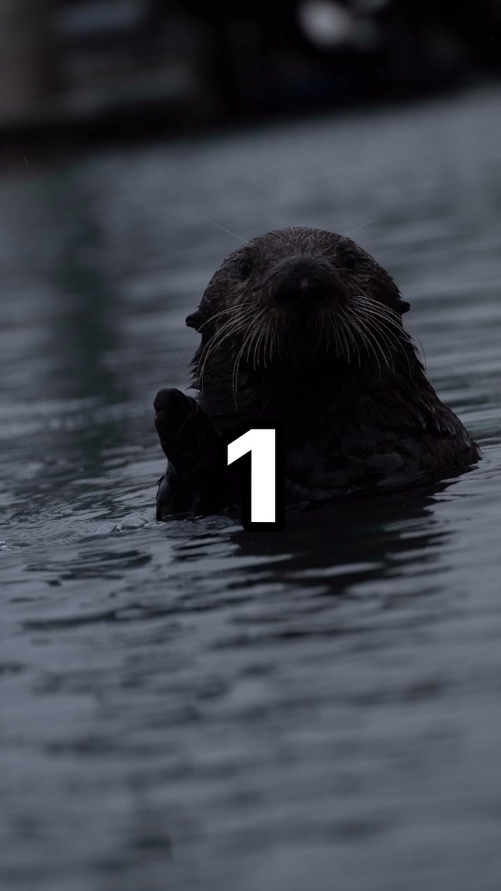 Arctic otter countdown: What will happen next?