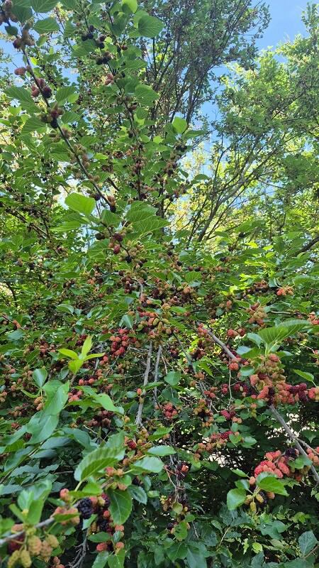 'Good heavens, these are good': Indiana forager learns mystery berries ...