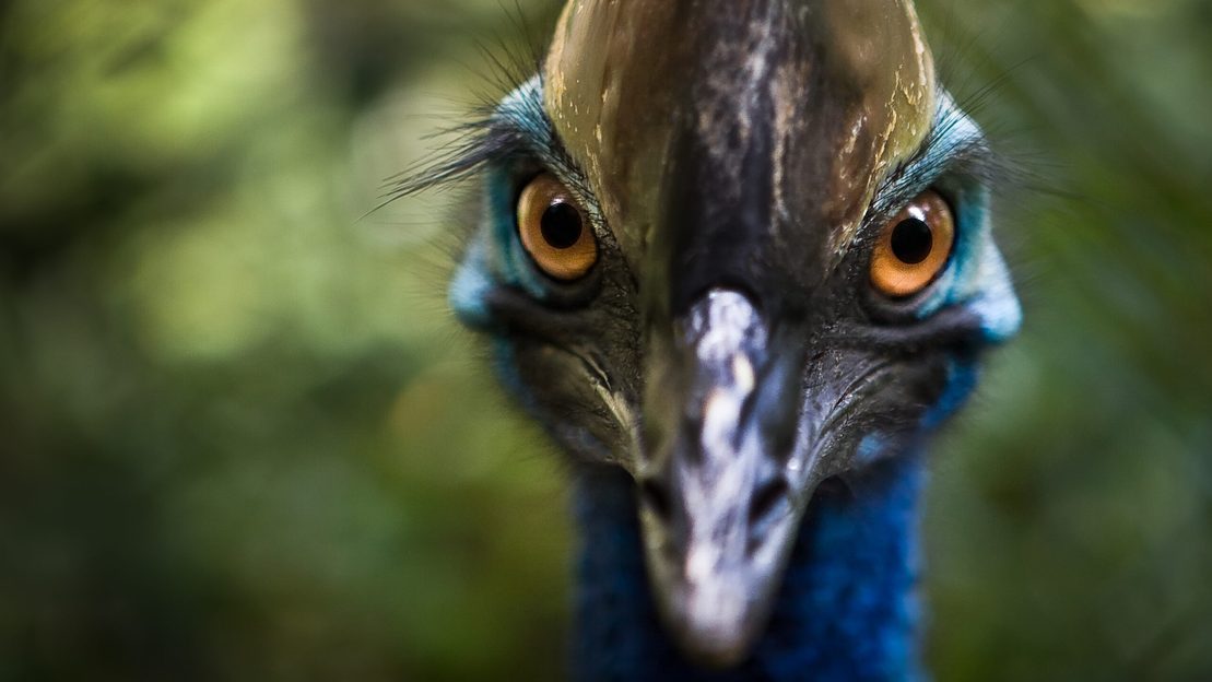 They're equipped with 15cm claws, can run at speeds of 50kph, clear 2m ...