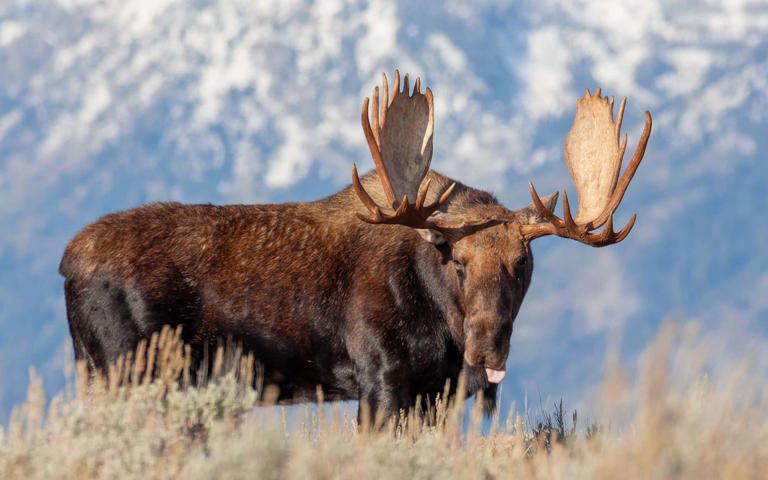 The deadliest animal lurking in every US state