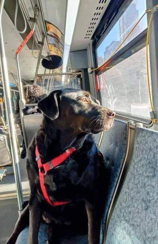 Eclipse, la cagnolina che prendeva l’autobus da sola a Seattle, è morta ...